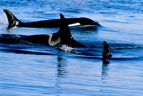 Whidbey Island Images | Dan Karvasek Photography